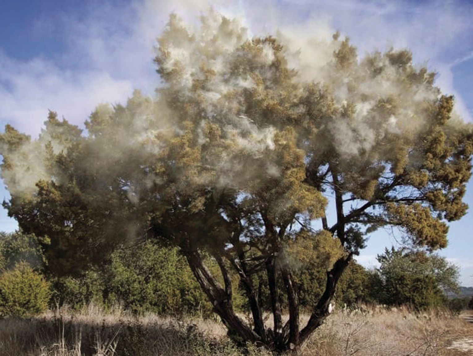 ‘Cedar Fever’ season begins in Texas