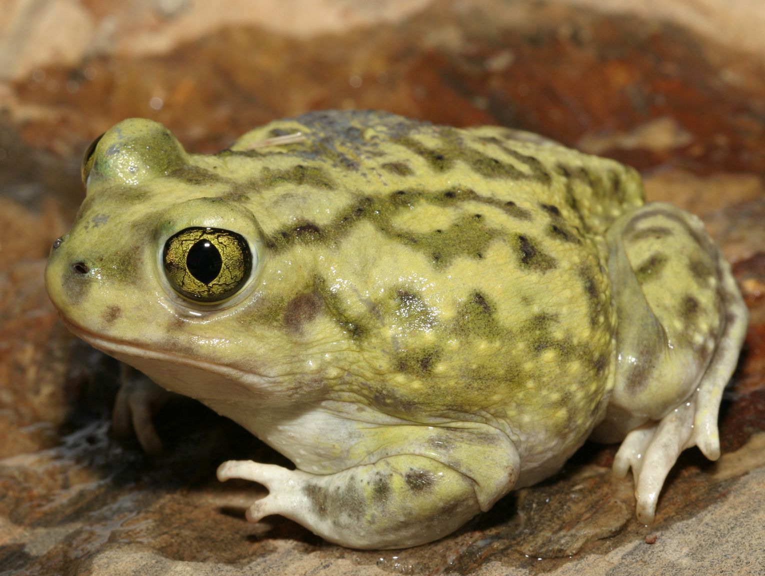 Couch’s Spadefoot