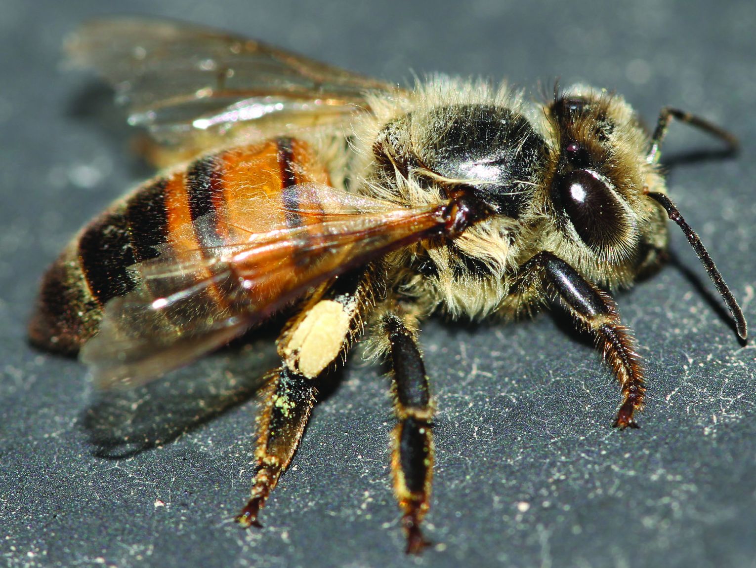 Honey Bee