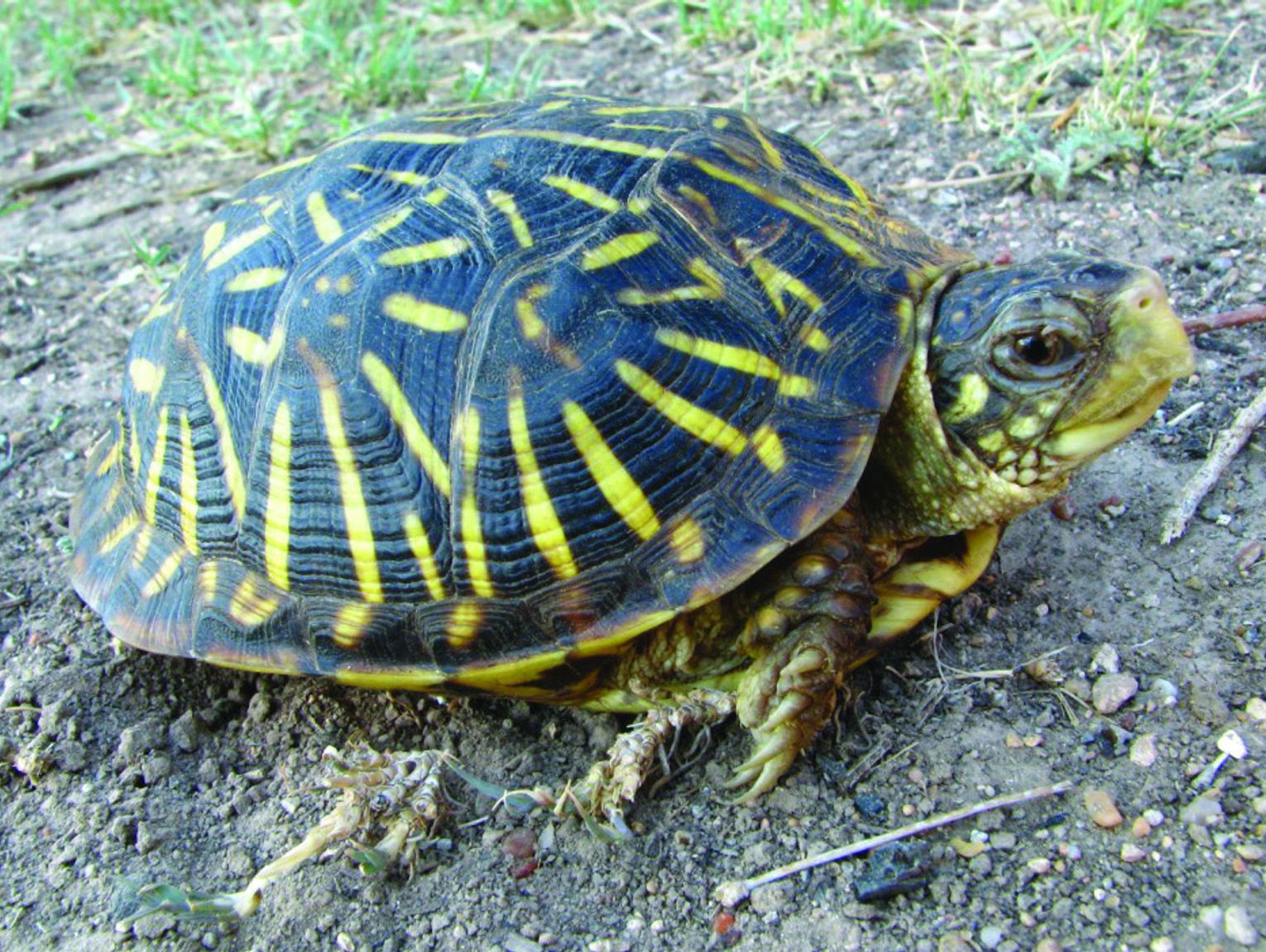 Ornate Box Turtle