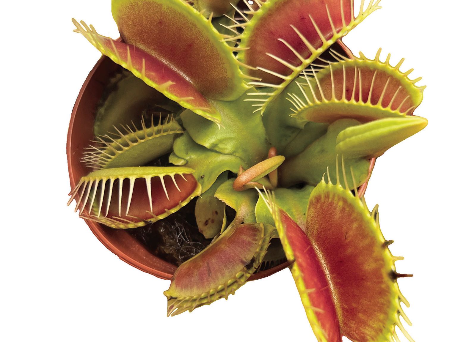 Scenic Root adds carnivorous plants