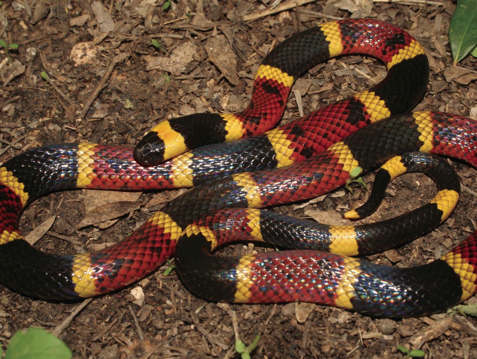 Texas Coralsnake