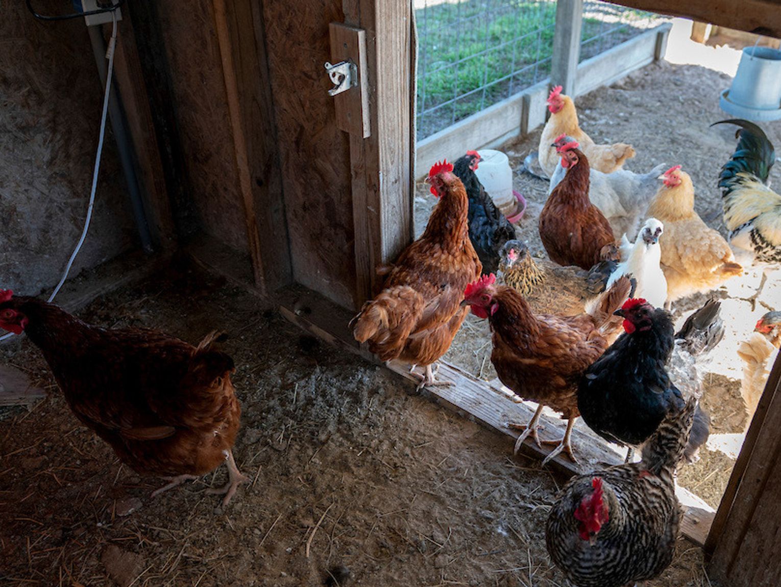 What is avian influenza? Fast facts on ‘bird flu’ in the U.S.